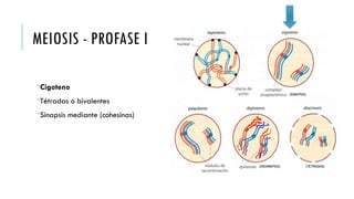 2 Ciclo celular, mitosis y meiosis.pptx. | PPTX