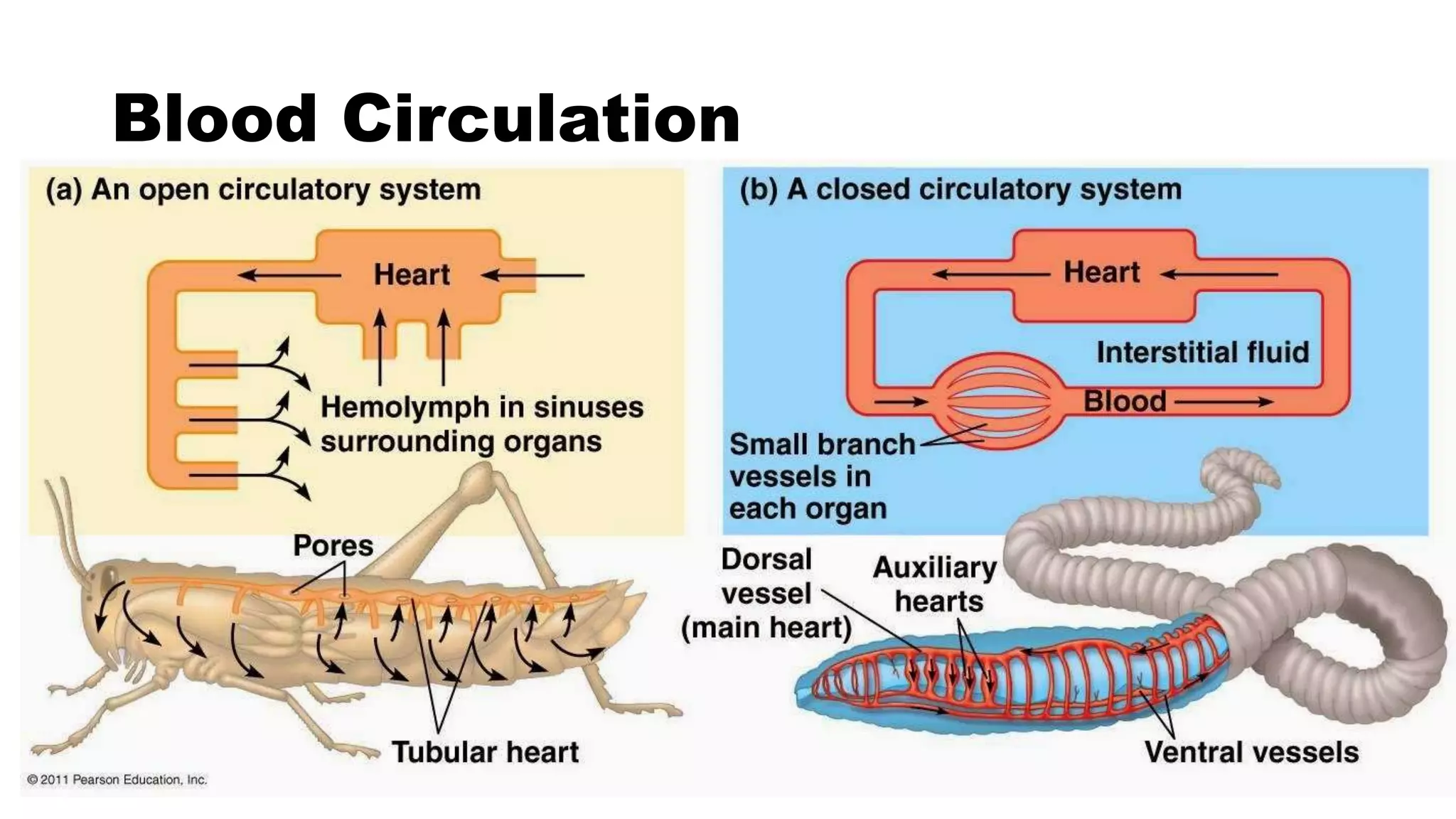 Circulation in Animals | PPTX