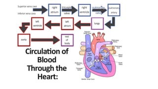 Circulation in Animals | PPTX
