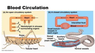 Circulation in Animals | PPTX