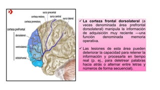 2 CLASE NEUROANATOMIA CRANEAL-AREAS CEREBRALES.pdf
