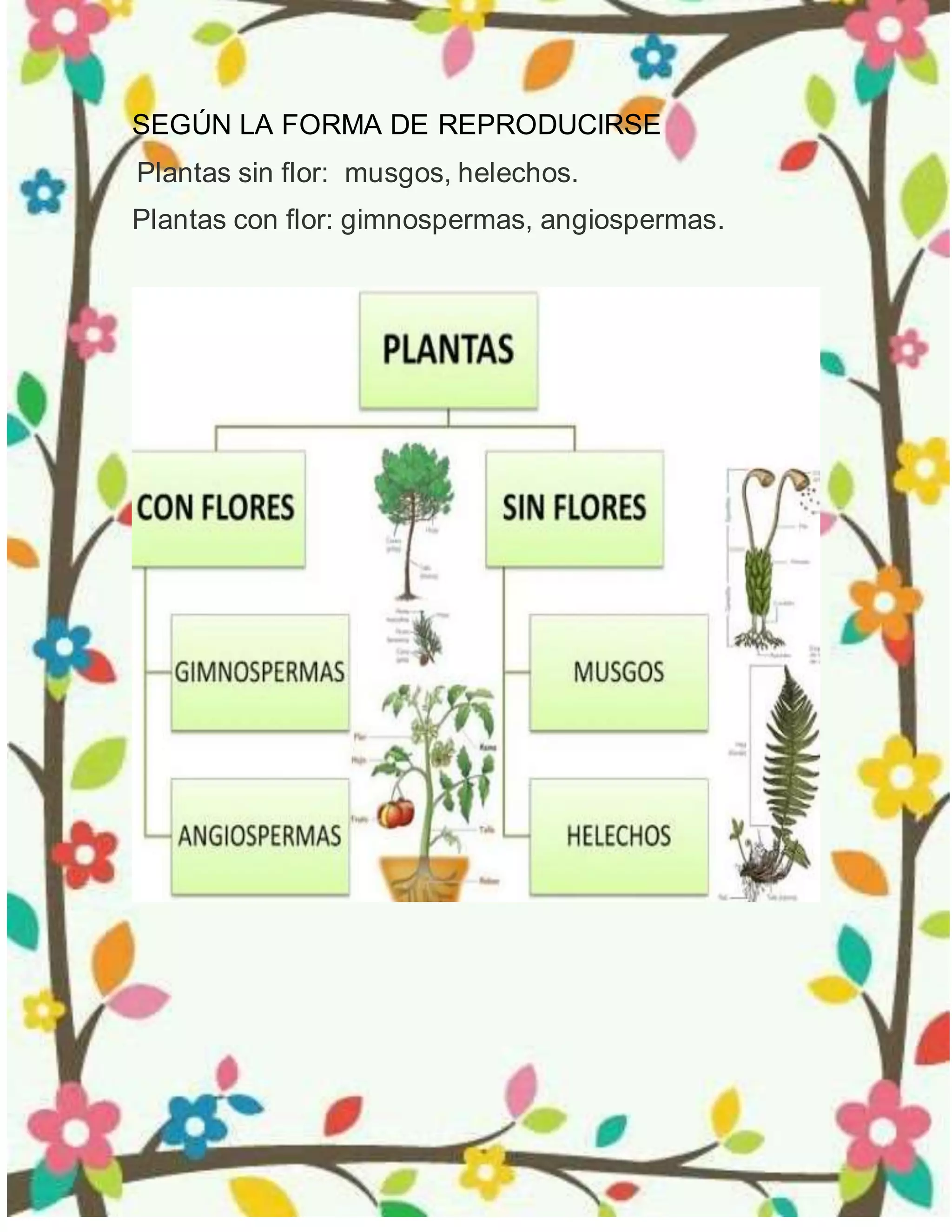 2 clasificacion de las plantas | DOCX