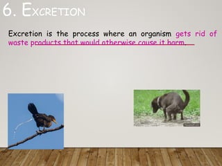 Topic 1: Classification of living Organisms | PPTX