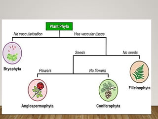 Topic 1: Classification of living Organisms | PPTX