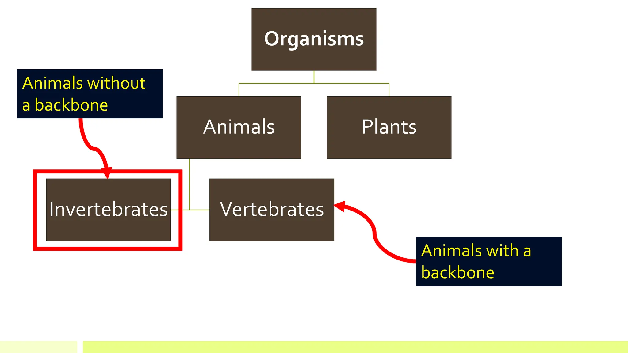 2 Classification of Animals.pptx