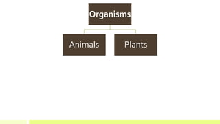 2 Classification of Animals.pptx