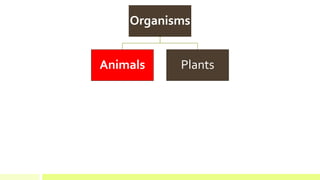2 Classification of Animals.pptx