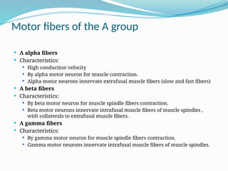 Nerve Fibres and Classification of Nervous Fibers | PPTX