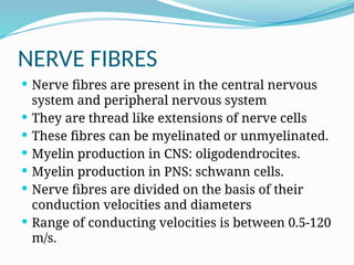 Nerve Fibres and Classification of Nervous Fibers | PPTX