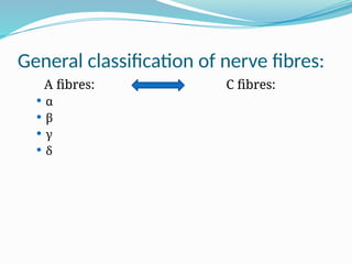 Nerve Fibres and Classification of Nervous Fibers | PPT