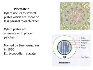 2 Classification of Pteridophytes.pptxuuu | PPT