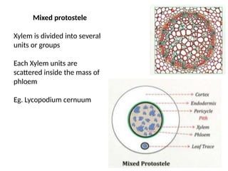 2 Classification of Pteridophytes.pptxuuu | PPT