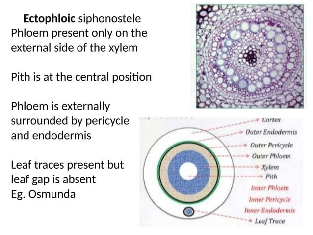 2 Classification of Pteridophytes.pptxuuu | PPT