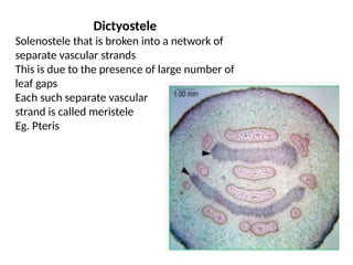 2 Classification of Pteridophytes.pptxuuu | PPTX