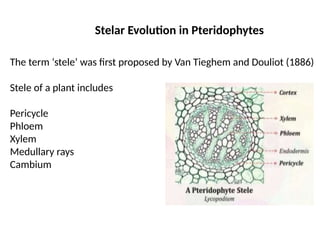 2 Classification of Pteridophytes.pptxuuu | PPT