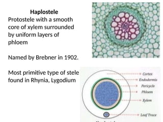 2 Classification of Pteridophytes.pptxuuu | PPT