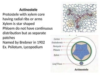 2 Classification of Pteridophytes.pptxuuu | PPT