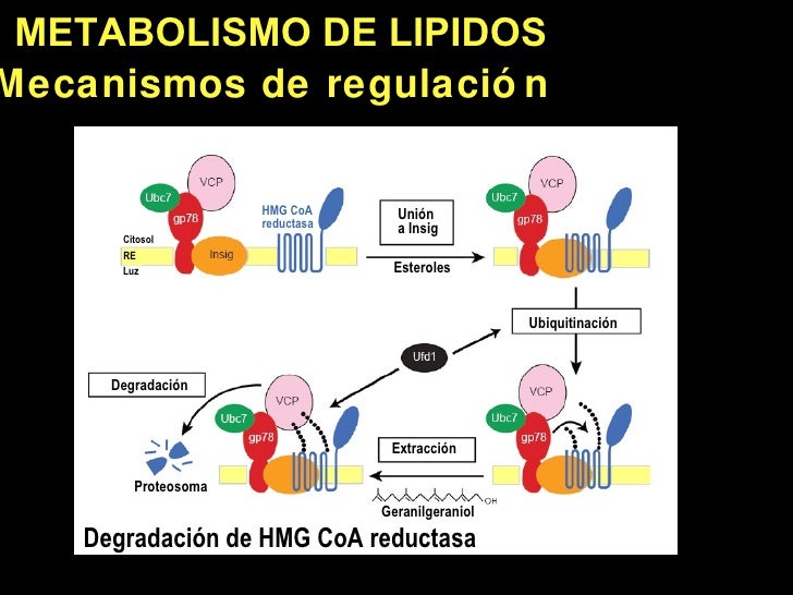 Metabolismo de lipidos