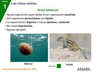 el maravilloso mundo de los reinos y su clasificación | PPT