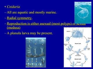 Cnidarians | PPT