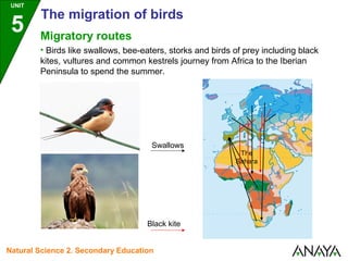 Migratory birds | PPT