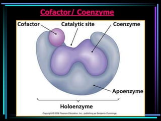 2 coenzymes and specificity | PPT