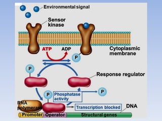 Two-component Signal Transduction | PPTX