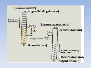 Two-component Signal Transduction | PPTX | Biological Sciences | Science