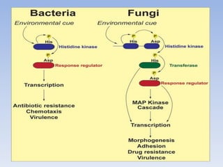 Two-component Signal Transduction | PPTX | Biological Sciences | Science
