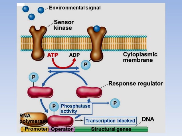 Two-component Signal Transduction Two-component Signal Transduction