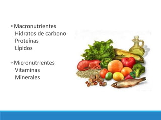 Conceptos básicos de nutrición | PDF