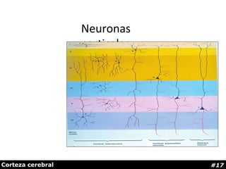 2 Corteza cerebral | PPT