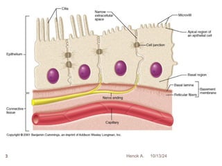 COVERING EPITHELIUM.ppt and its characteristics | PPT | Biological ...