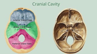 Cranial Cavity by Dr. Aya Youssef Mohammed.pptx
