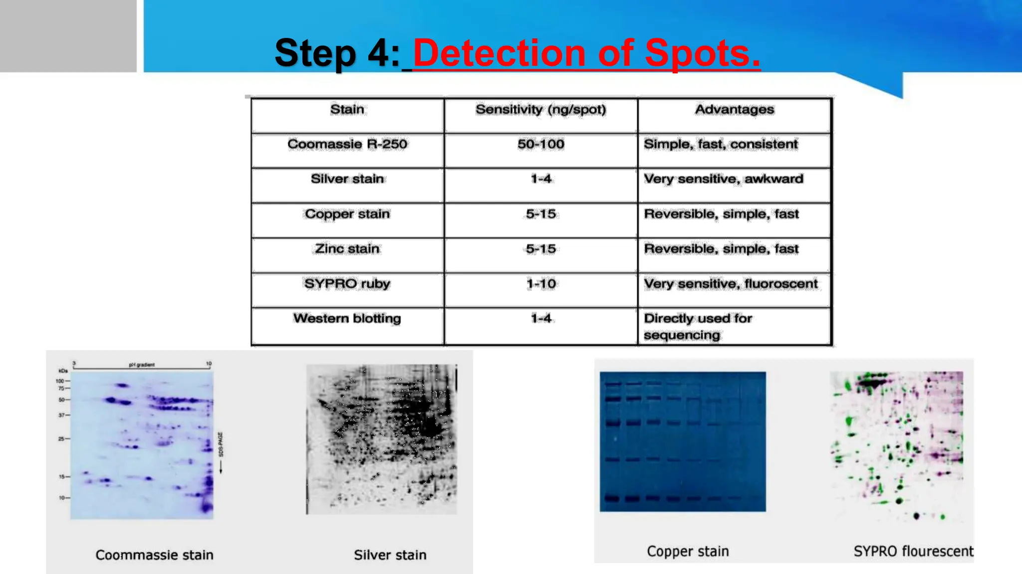 2D-gel electrophoresis by Suyash Garg.pptx