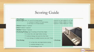 Beak Trimming | PPTX