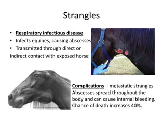 Thesis Presentation | PPTX