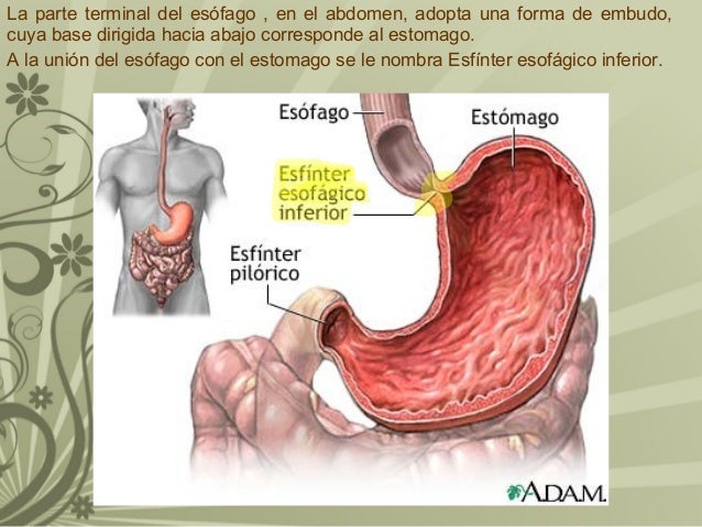 Conozcamos Nuestro Cuerpo: El Esófago – FDJY
