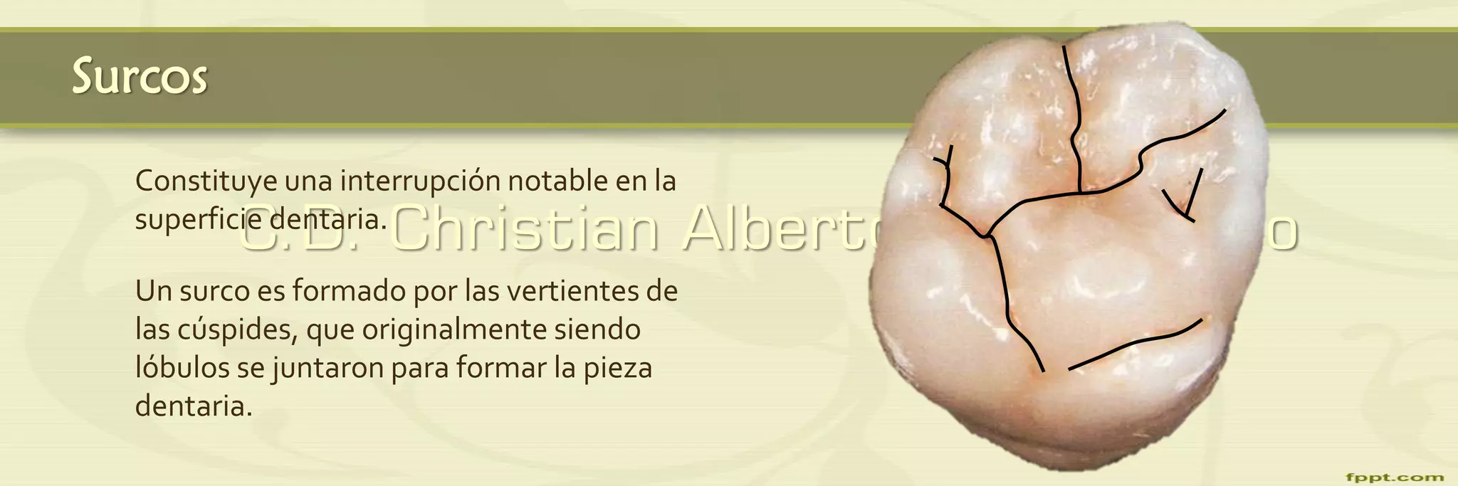 Anatomía dental y oclusión / 1er unidad / 2da clase: Elementos ...