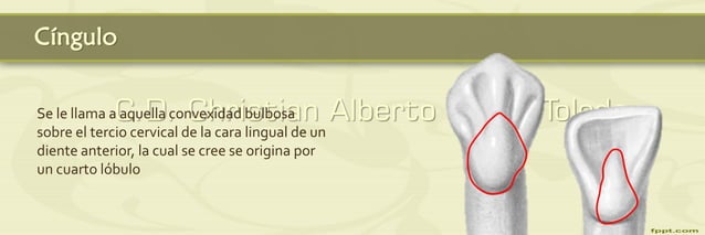 Anatomía dental y oclusión / 1er unidad / 2da clase: Elementos ...