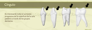 Anatomía dental y oclusión / 1er unidad / 2da clase: Elementos ...
