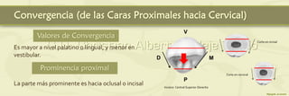 Anatomía dental y oclusión / 1er unidad / 2da clase: Elementos ...