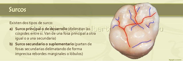 Anatomía dental y oclusión / 1er unidad / 2da clase: Elementos arquit…