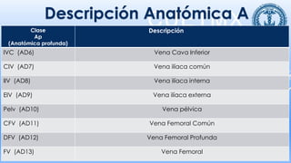 2da CLASE - Enfermedad Venosa - CLASIFICACIÓN CEAP - CUETMX.pdf