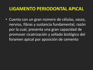 anatomia apice radicular | PDF