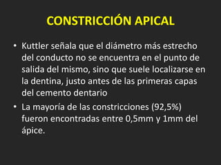 anatomia apice radicular | PDF