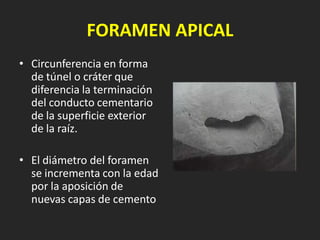 anatomia apice radicular | PDF