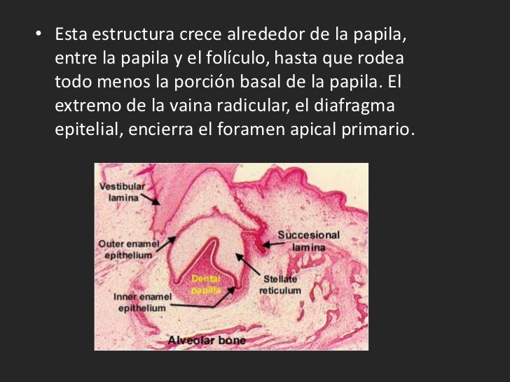 anatomia apice radicular