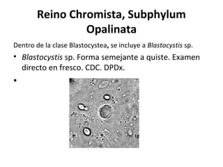 clase protozoos 2012 (I parcial) | PPT