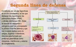 Sistema Inmunológico, 2da linea de defensa | PPTX